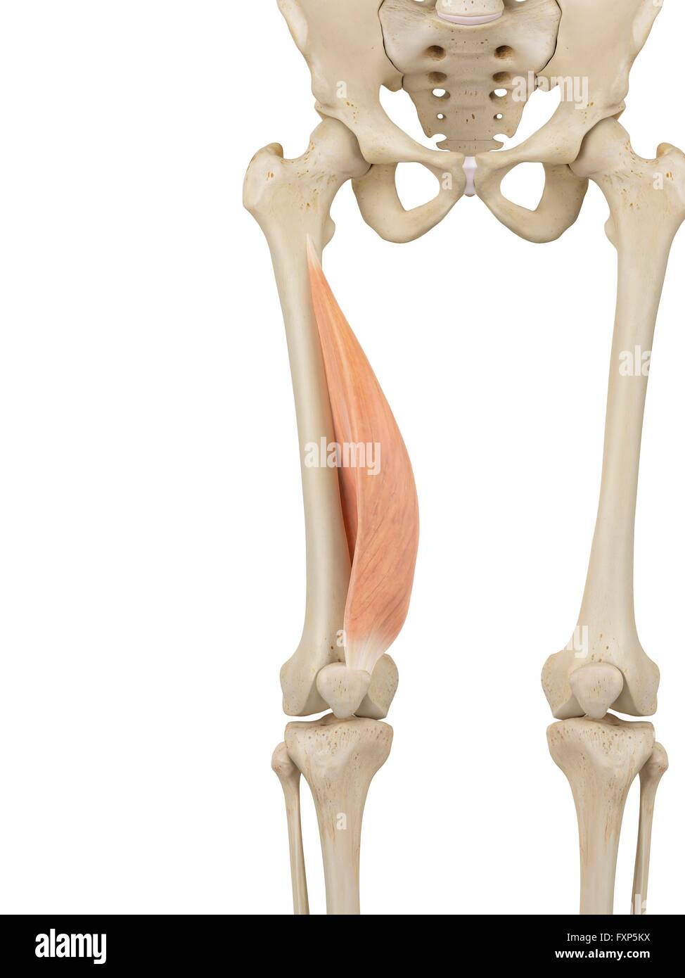 Human leg muscle, computer illustration Stock Photo - Alamy