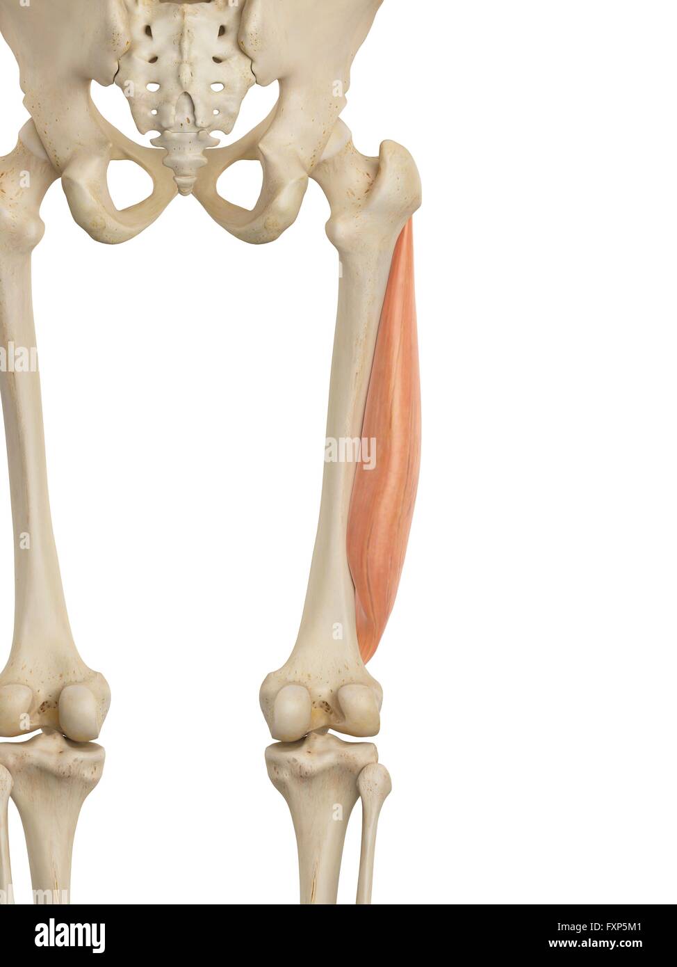 Muscle human leg hi-res stock photography and images - Alamy