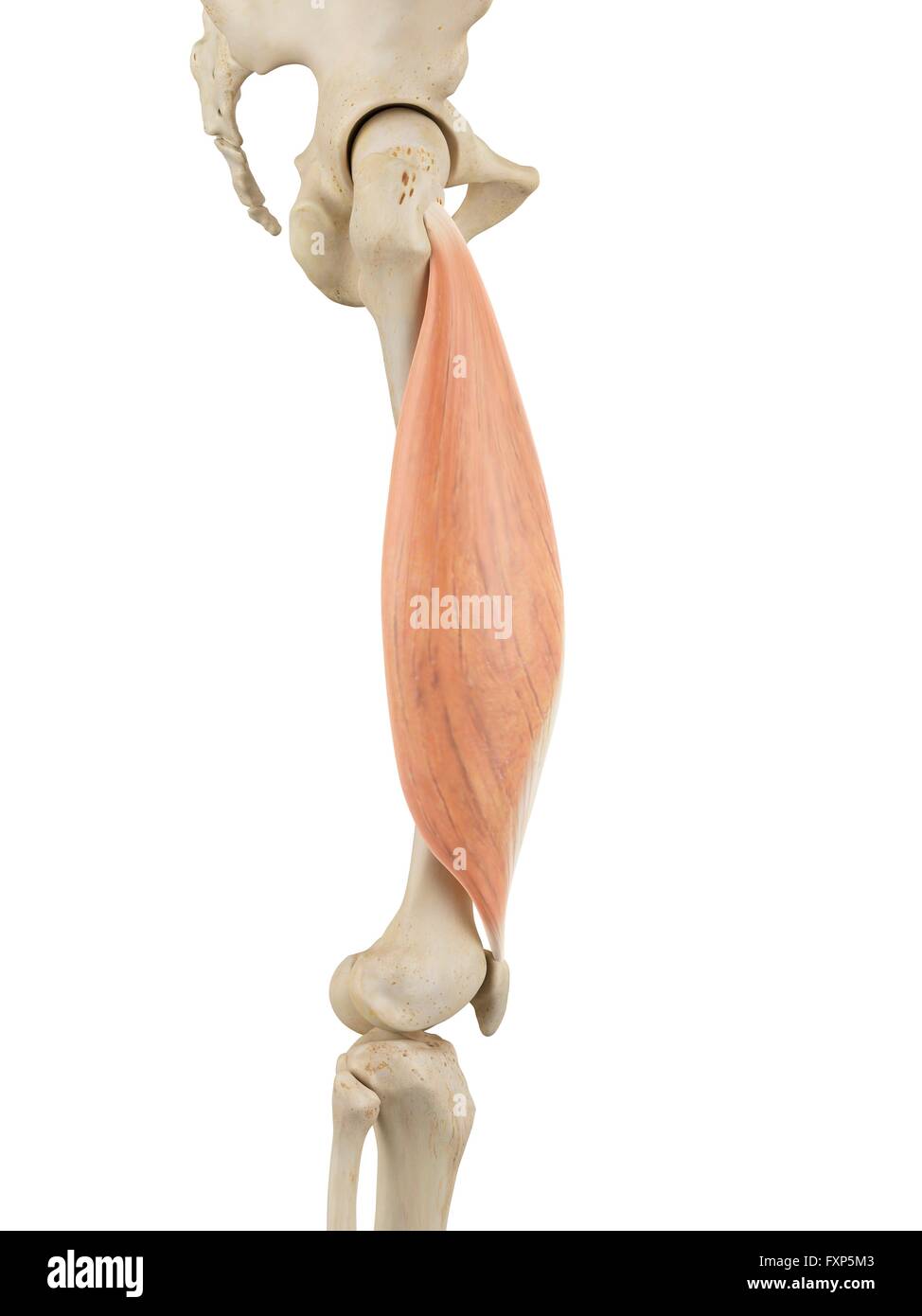 Human leg muscle computer hi-res stock photography and images - Alamy