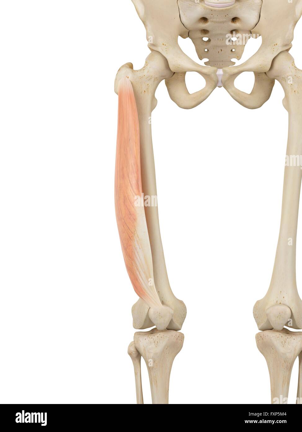 Leg muscle illustration hi-res stock photography and images - Alamy