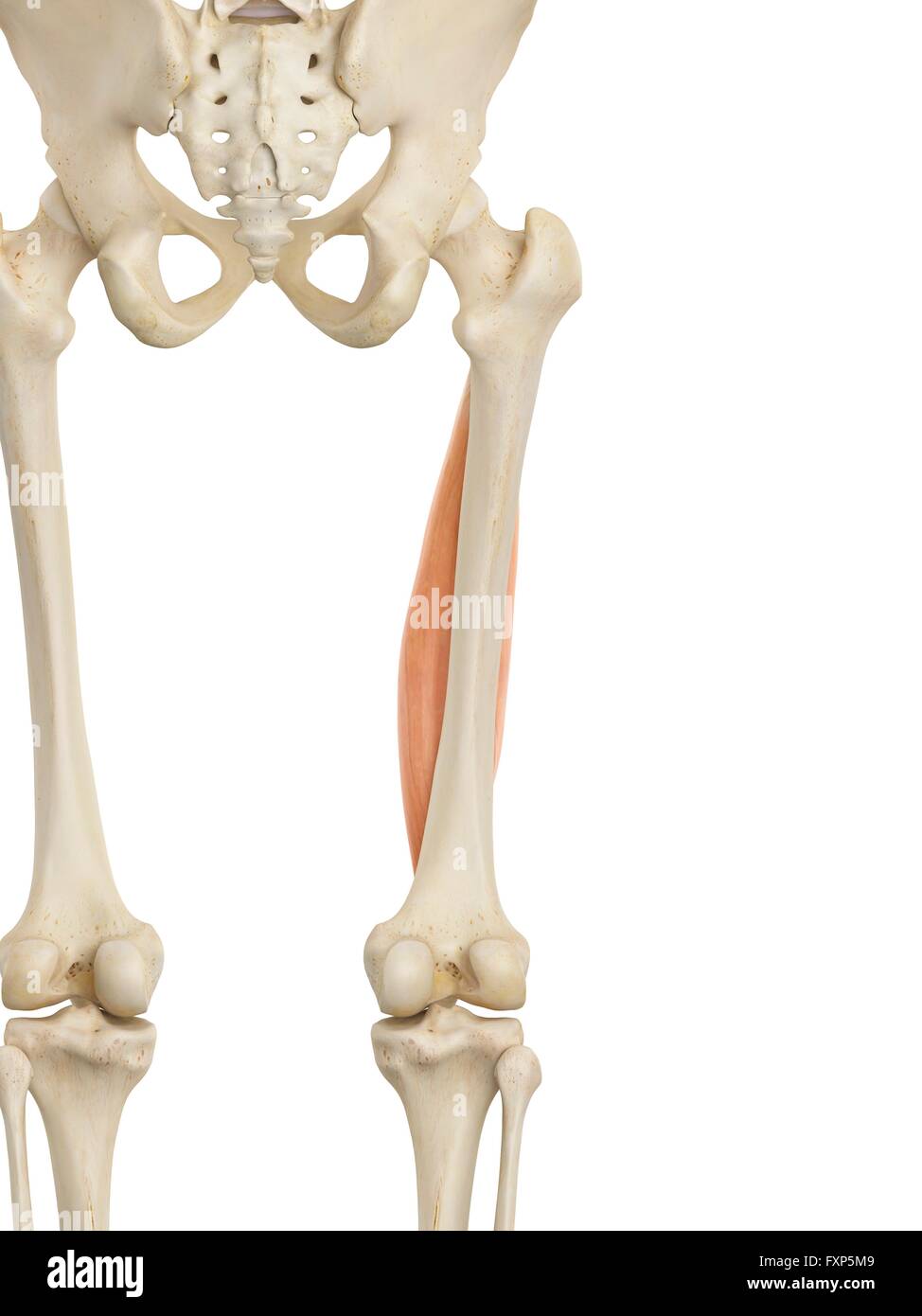 Human leg muscle, computer illustration Stock Photo - Alamy