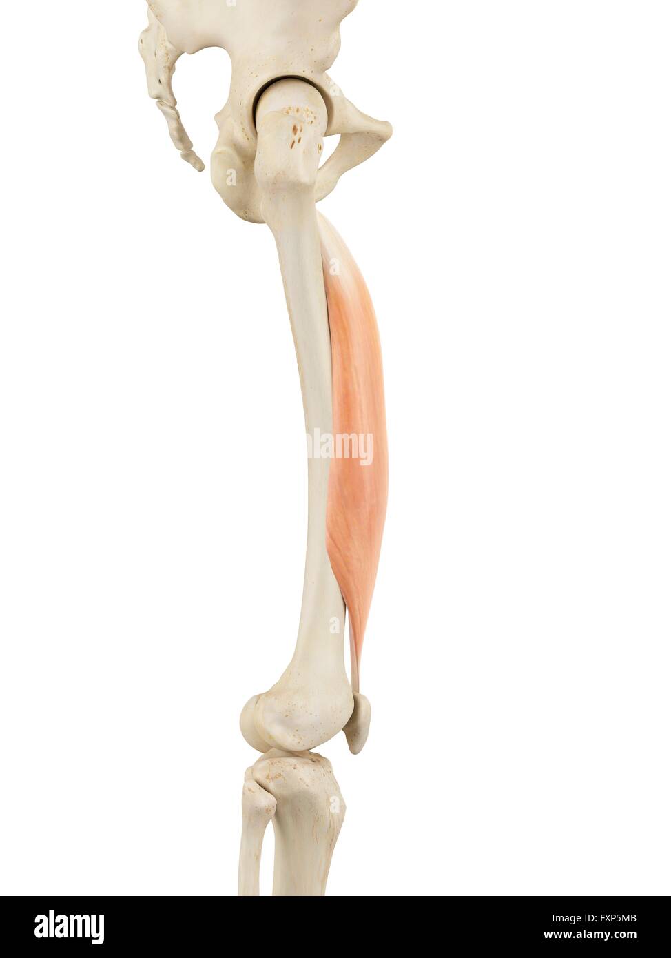 Human leg muscle computer hi-res stock photography and images - Alamy