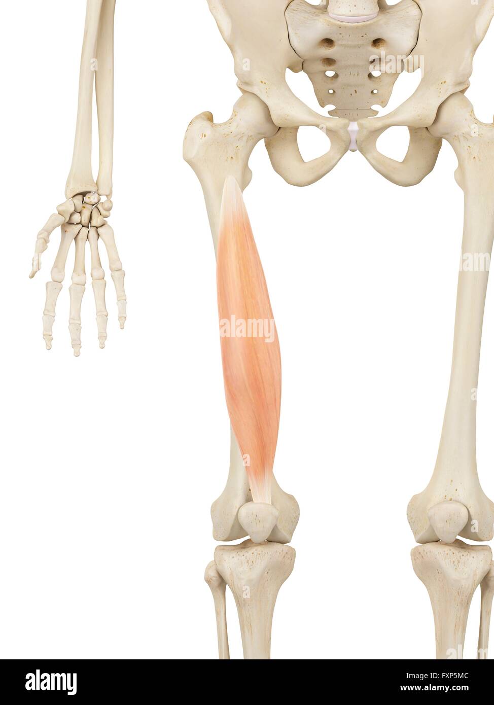 Human leg muscle, computer illustration Stock Photo - Alamy