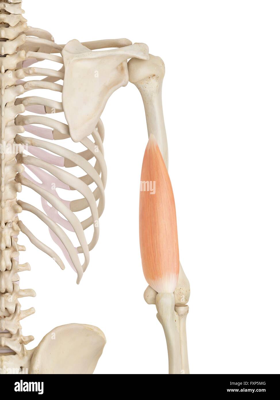 Human arm muscles, computer illustration Stock Photo - Alamy