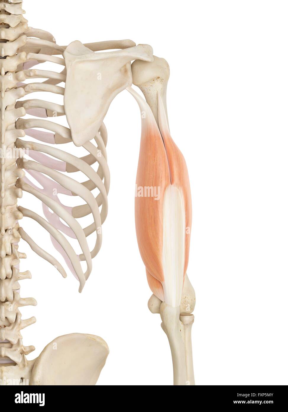 Arm muscle illustration hi-res stock photography and images - Alamy