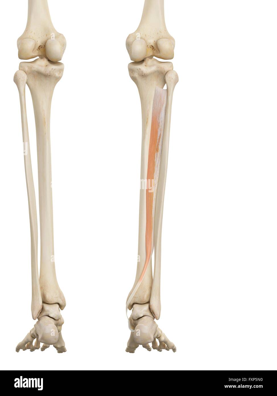 Human legs anatomy hi-res stock photography and images - Alamy