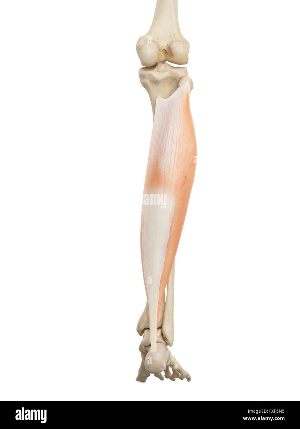 Human leg anatomy, computer illustration Stock Photo - Alamy