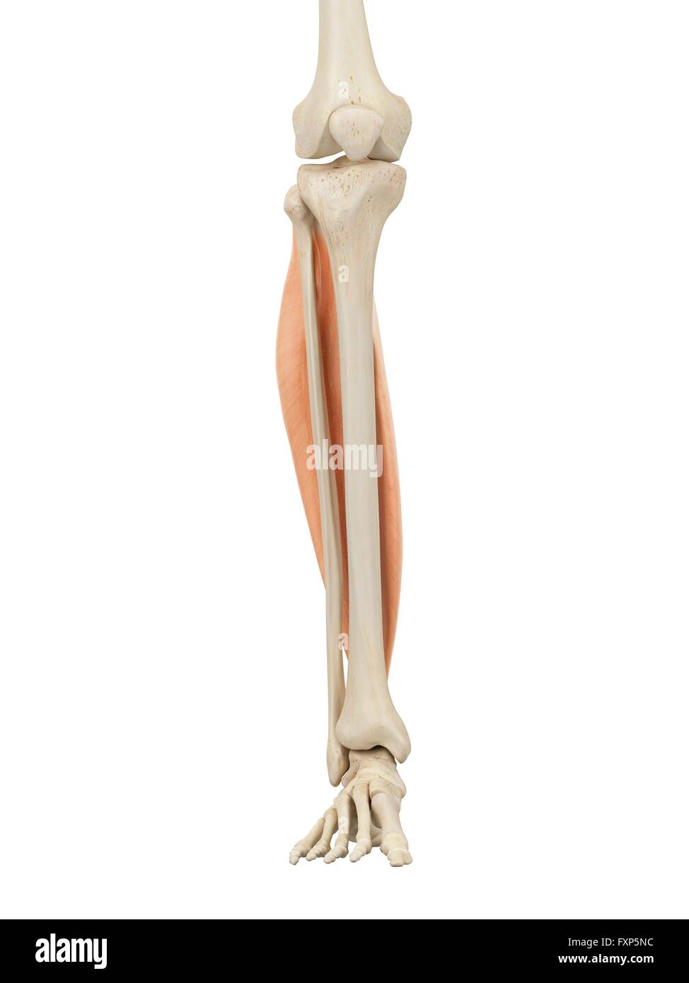 Human leg anatomy, computer illustration Stock Photo - Alamy