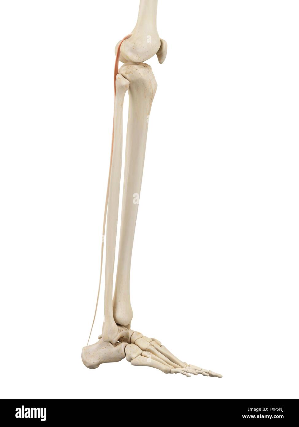 Human leg anatomy, computer illustration Stock Photo - Alamy