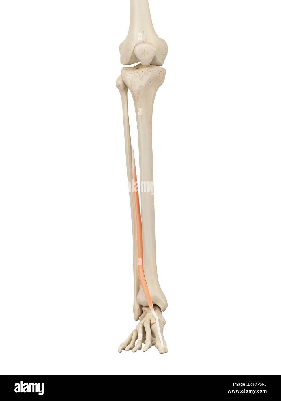 Human leg anatomy, computer illustration Stock Photo - Alamy
