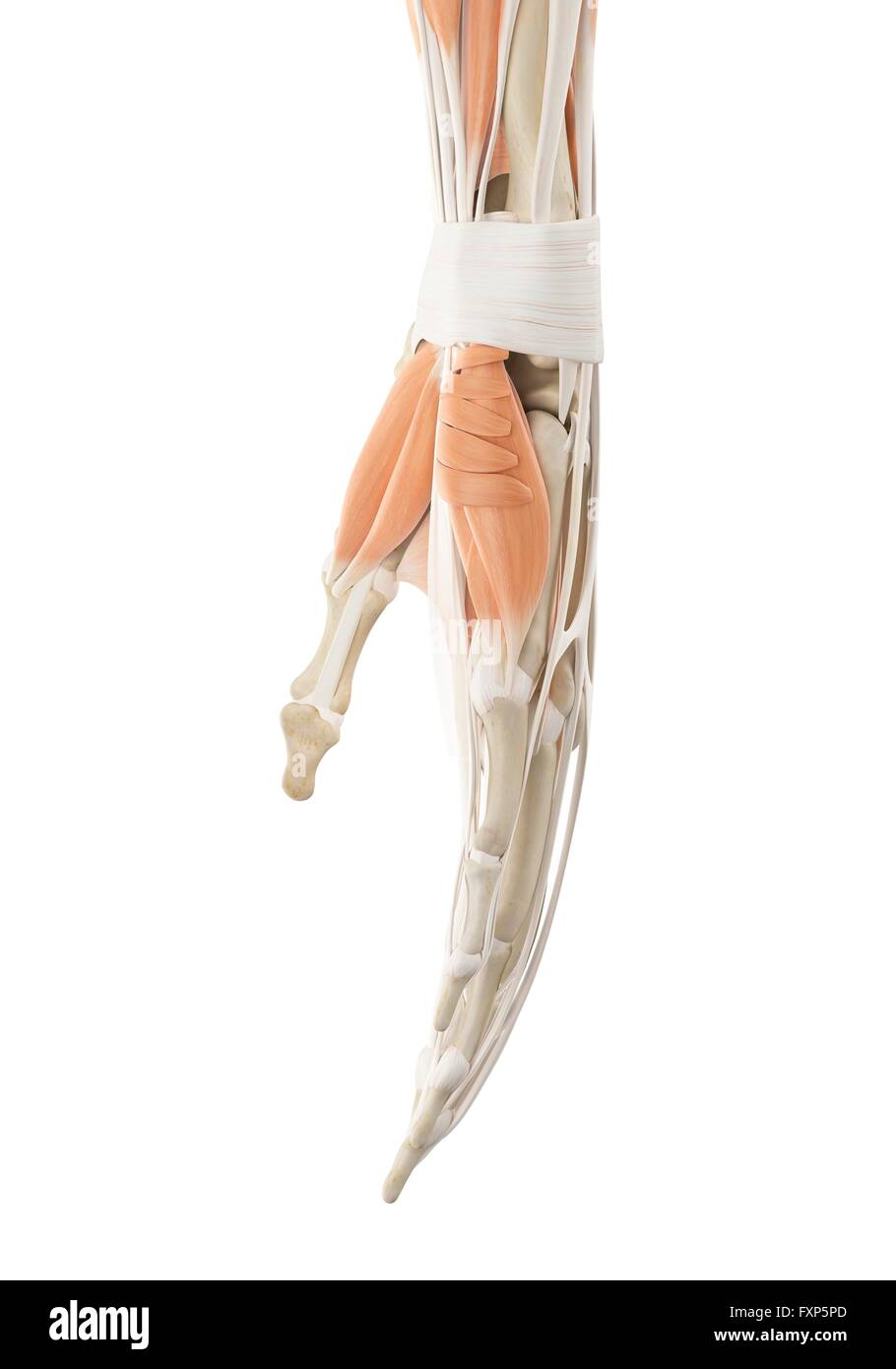 Human fingers anatomy hi-res stock photography and images - Alamy