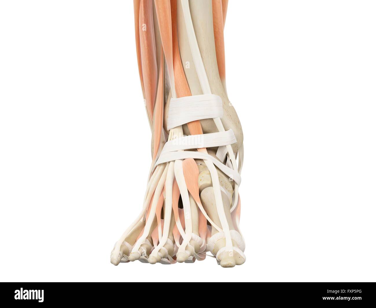 Human foot anatomy, computer illustration Stock Photo - Alamy