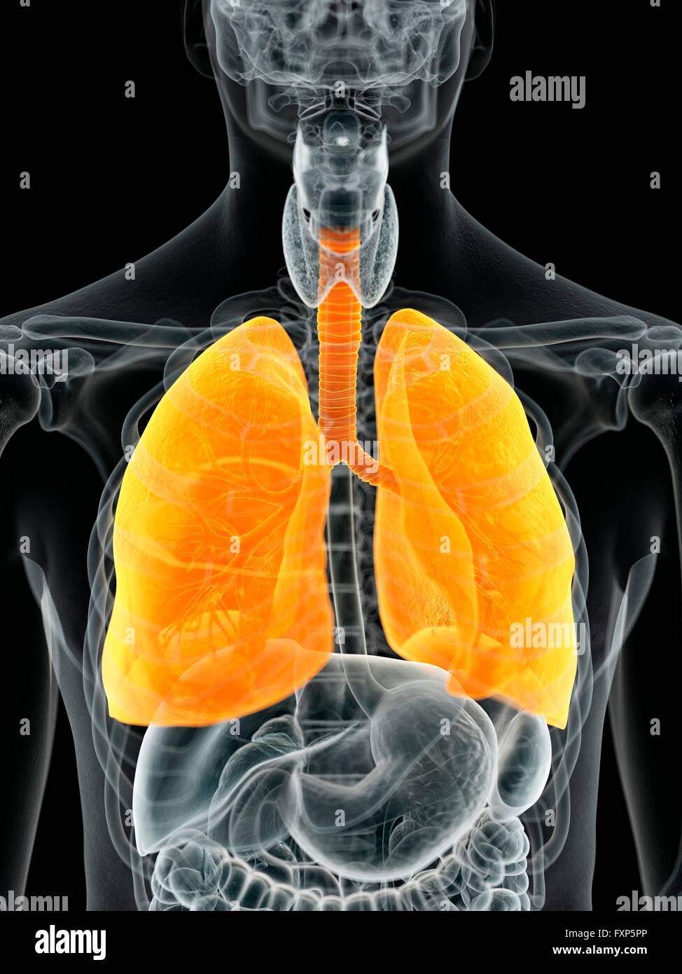 Human lungs, computer illustration Stock Photo - Alamy