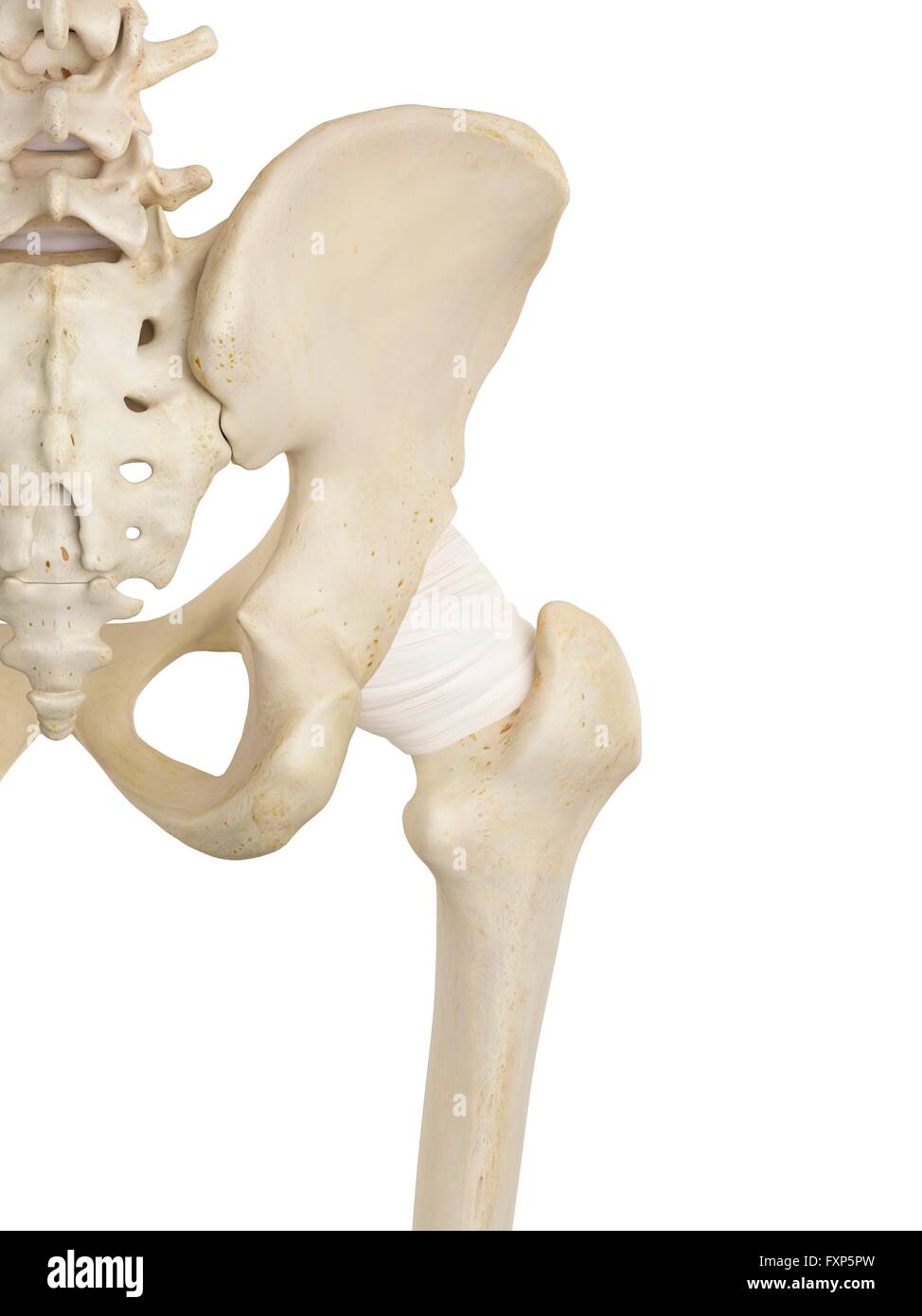 Pelvis and bones hi-res stock photography and images - Alamy