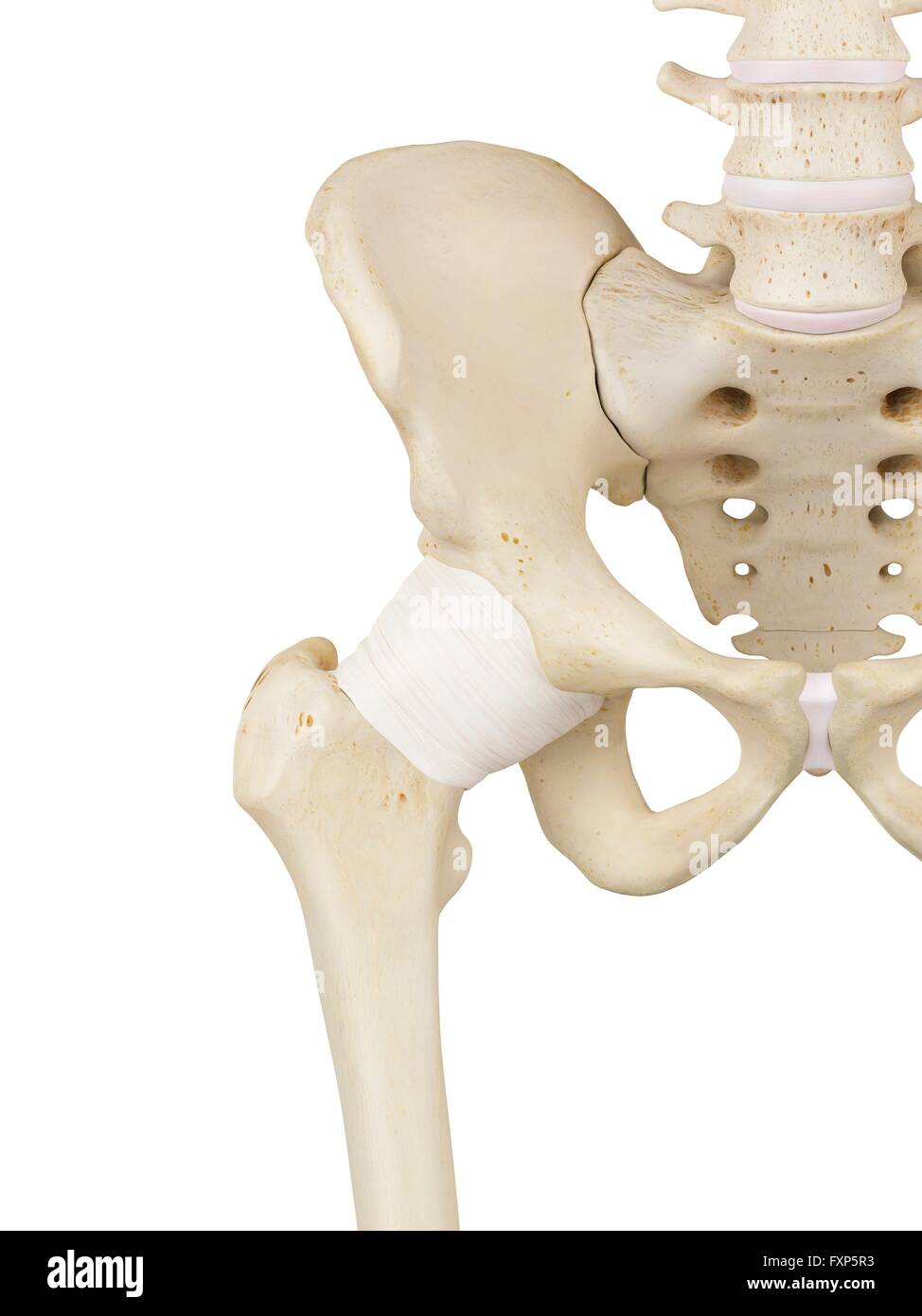 Human pelvis bones, computer illustration Stock Photo - Alamy
