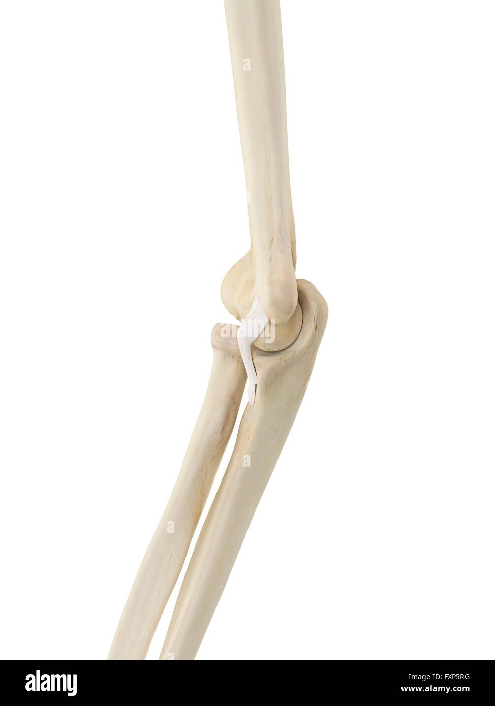 Human elbow hi-res stock photography and images - Alamy