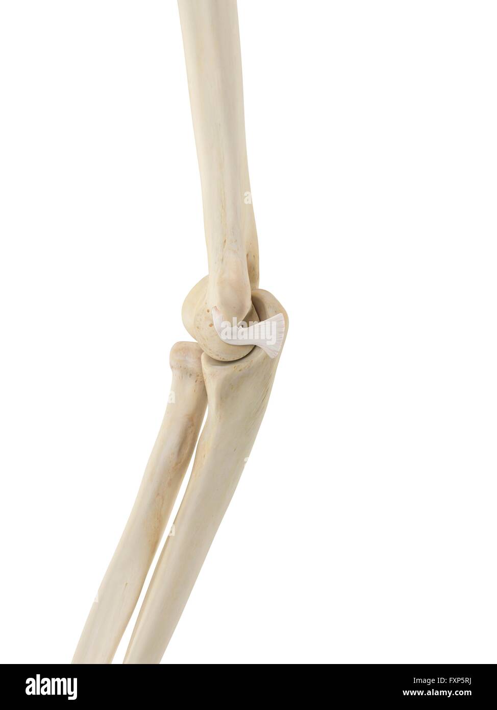 Human elbow, computer illustration Stock Photo - Alamy