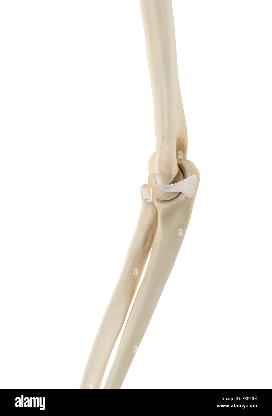 Human elbow, computer illustration Stock Photo - Alamy