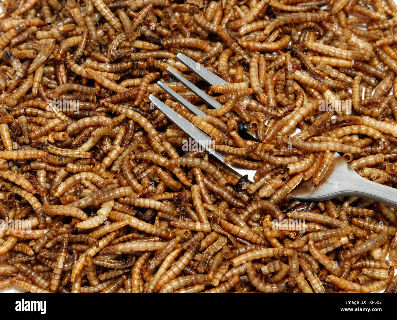 Mealworm close up hi-res stock photography and images - Alamy