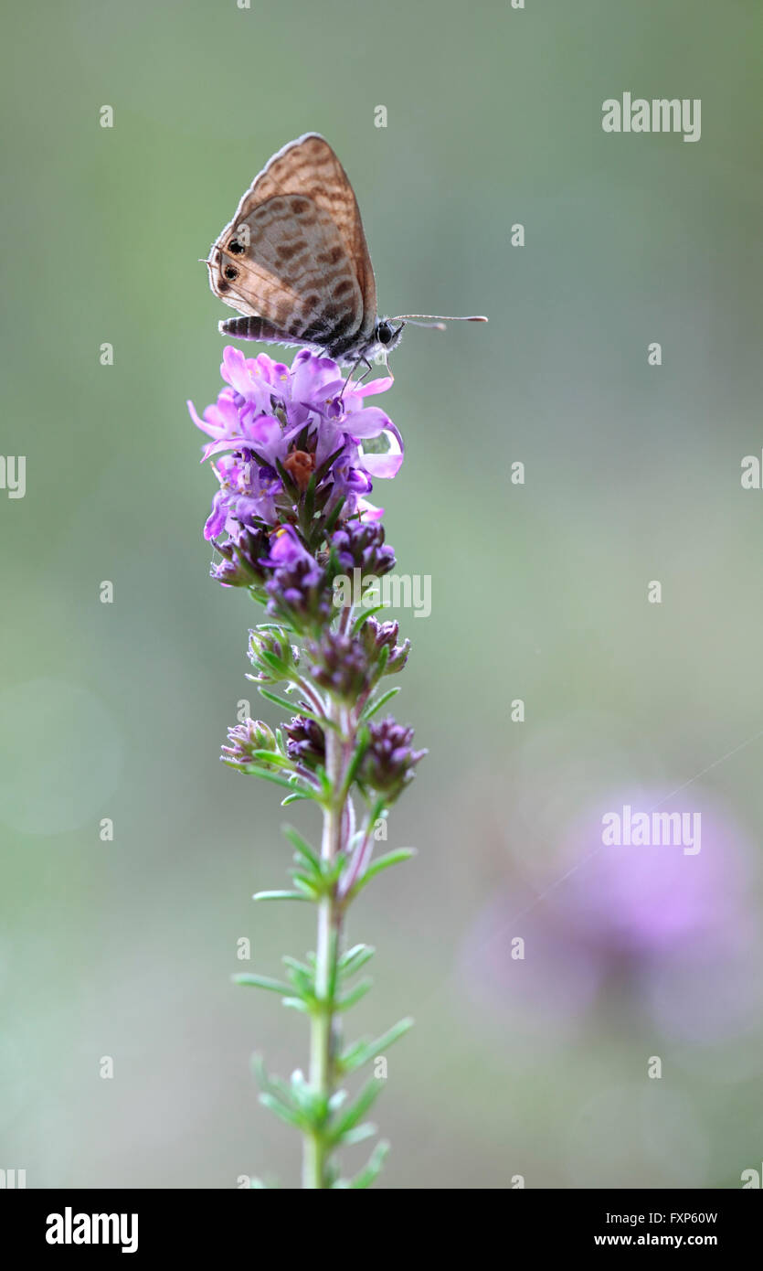 Butterfly common to south africa hi-res stock photography and images ...