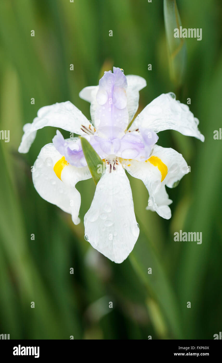 Large wild iris or fairy iris (Dietes grandiflora), Cape Town, South ...