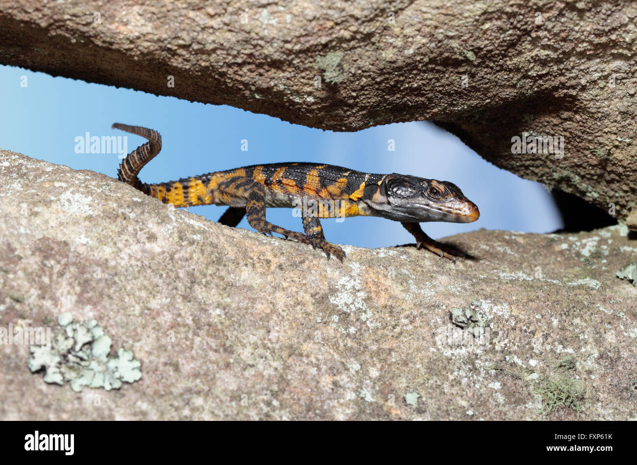 Black girdled lizard (Cordylus niger) on the rocks, Table Mountain ...