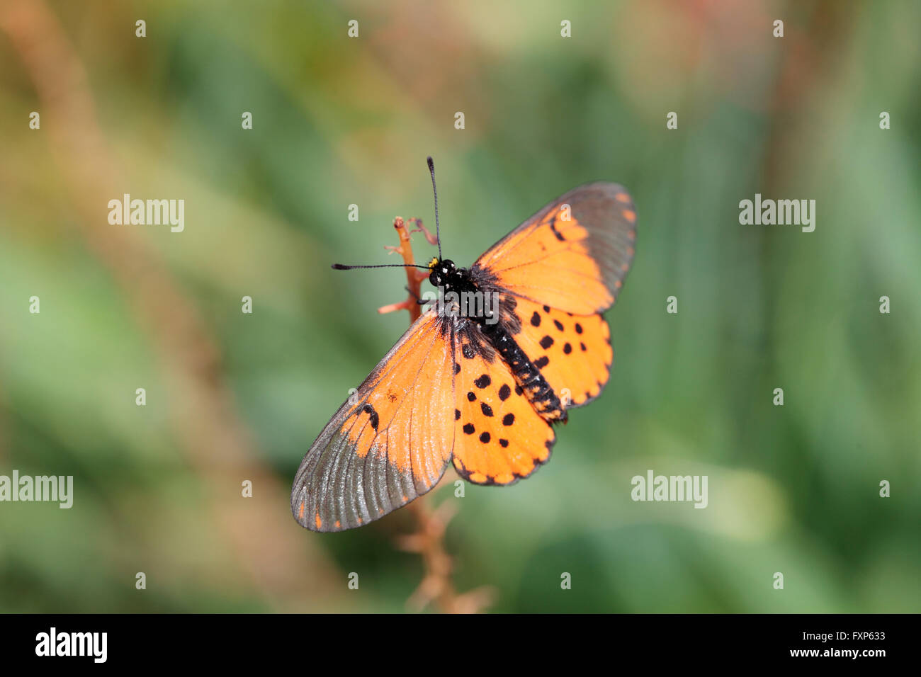 South african butterfly hi-res stock photography and images - Alamy