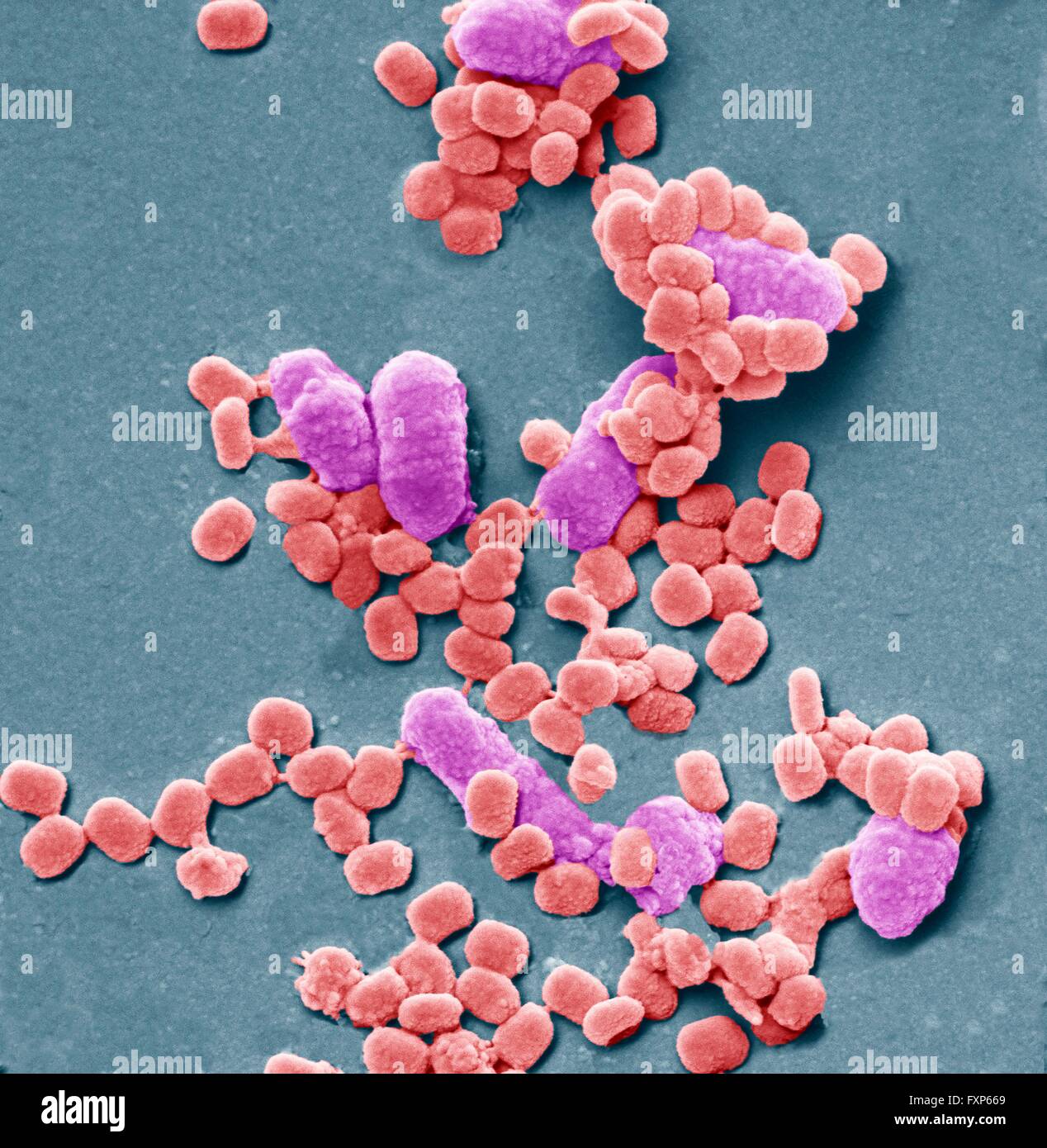 Vaccinia virus particles and bacteria. Coloured scanning electron ...