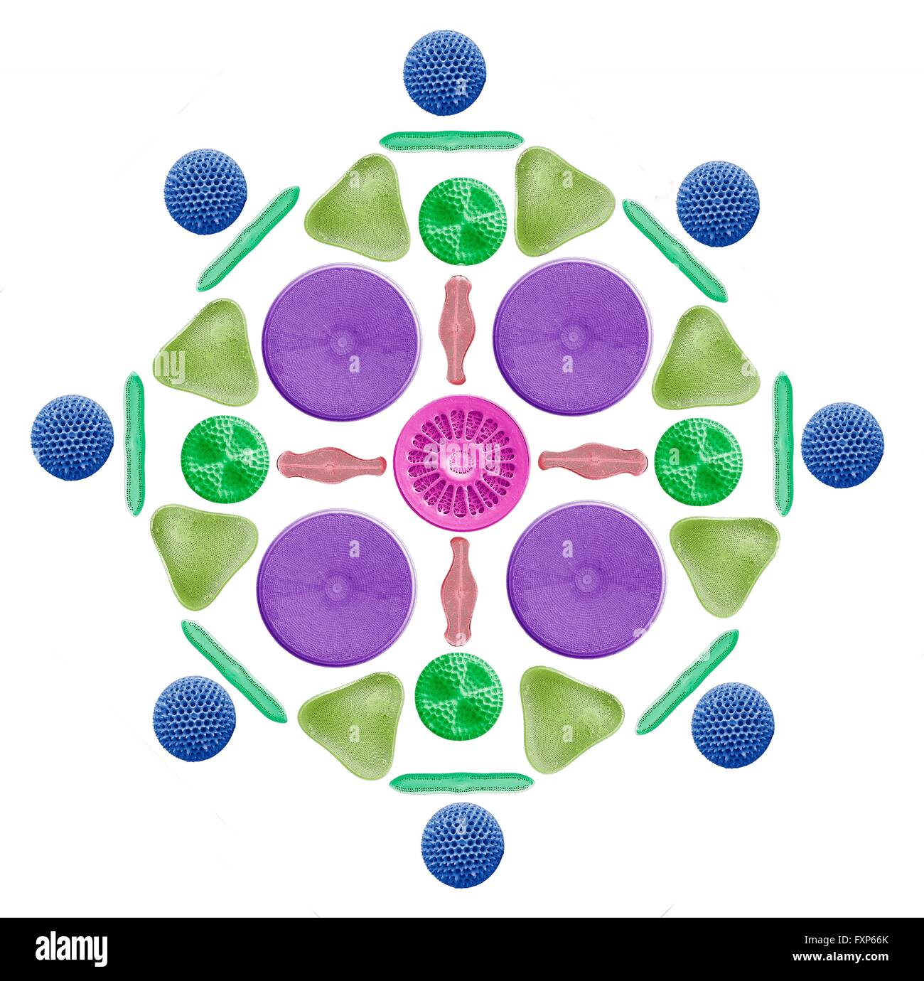 Diatoms hi-res stock photography and images - Alamy