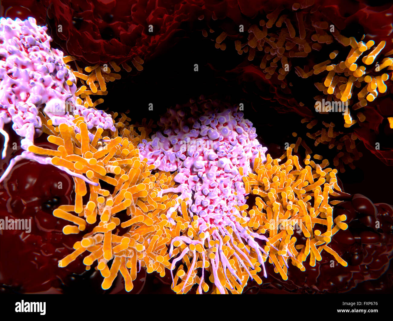 Tubercle bacteria hi-res stock photography and images - Alamy