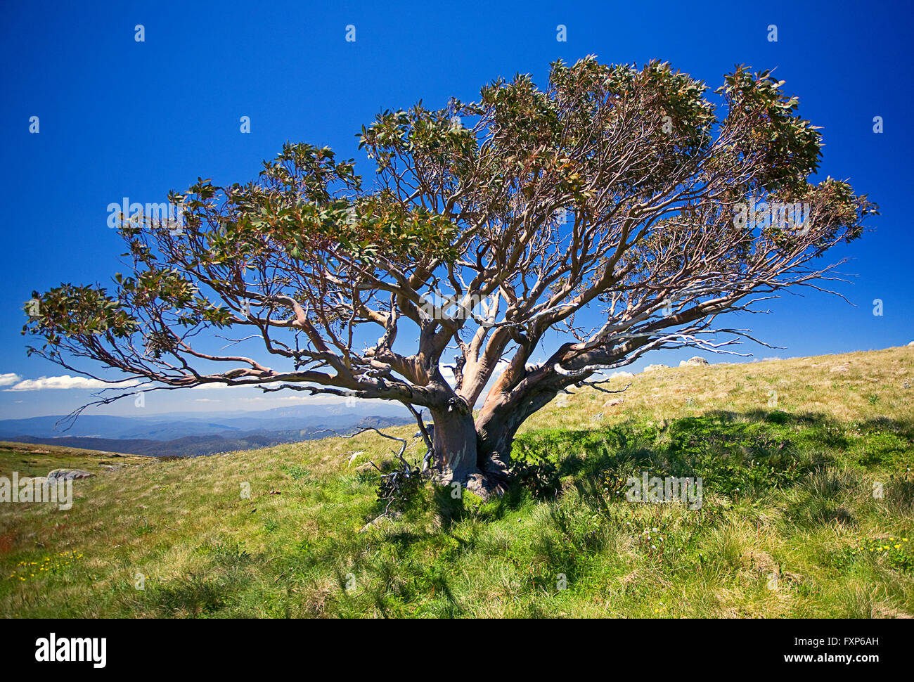 Snow gum hi-res stock photography and images - Alamy