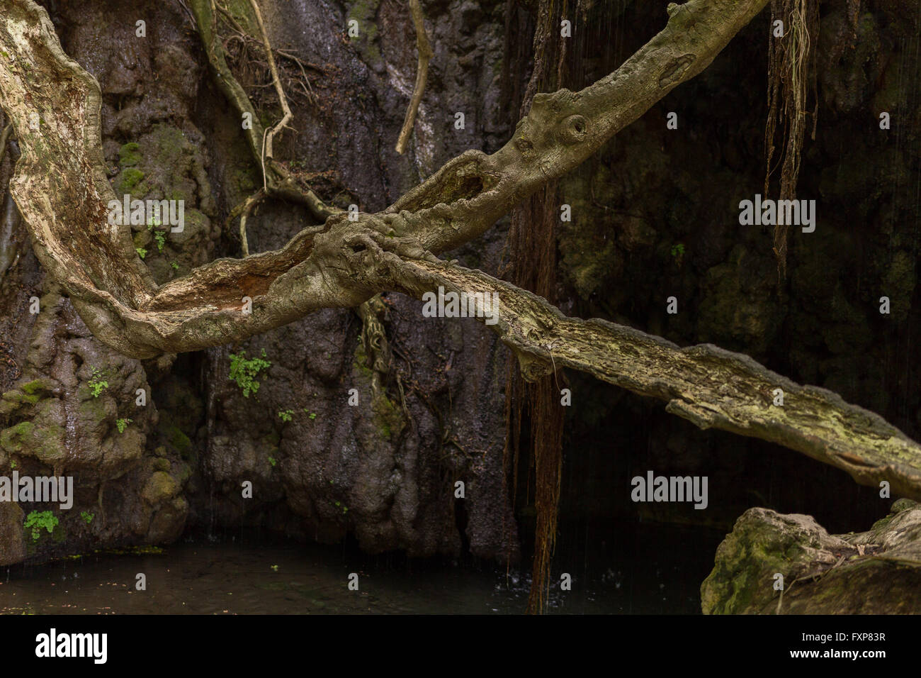 Baths of Aphrodite Grotto with pond and water spring in Akamas national ...