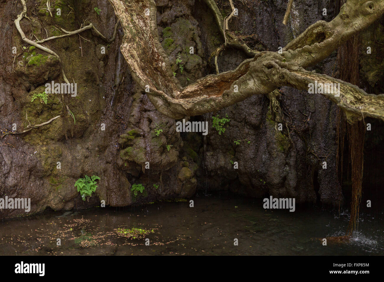 Baths of Aphrodite Grotto with pond and water spring in Akamas national ...
