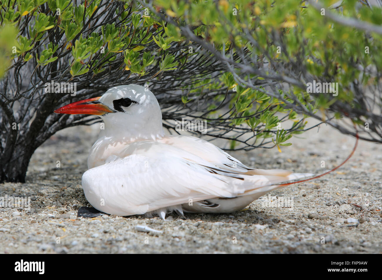 Red tailed tropicbird hi-res stock photography and images - Alamy