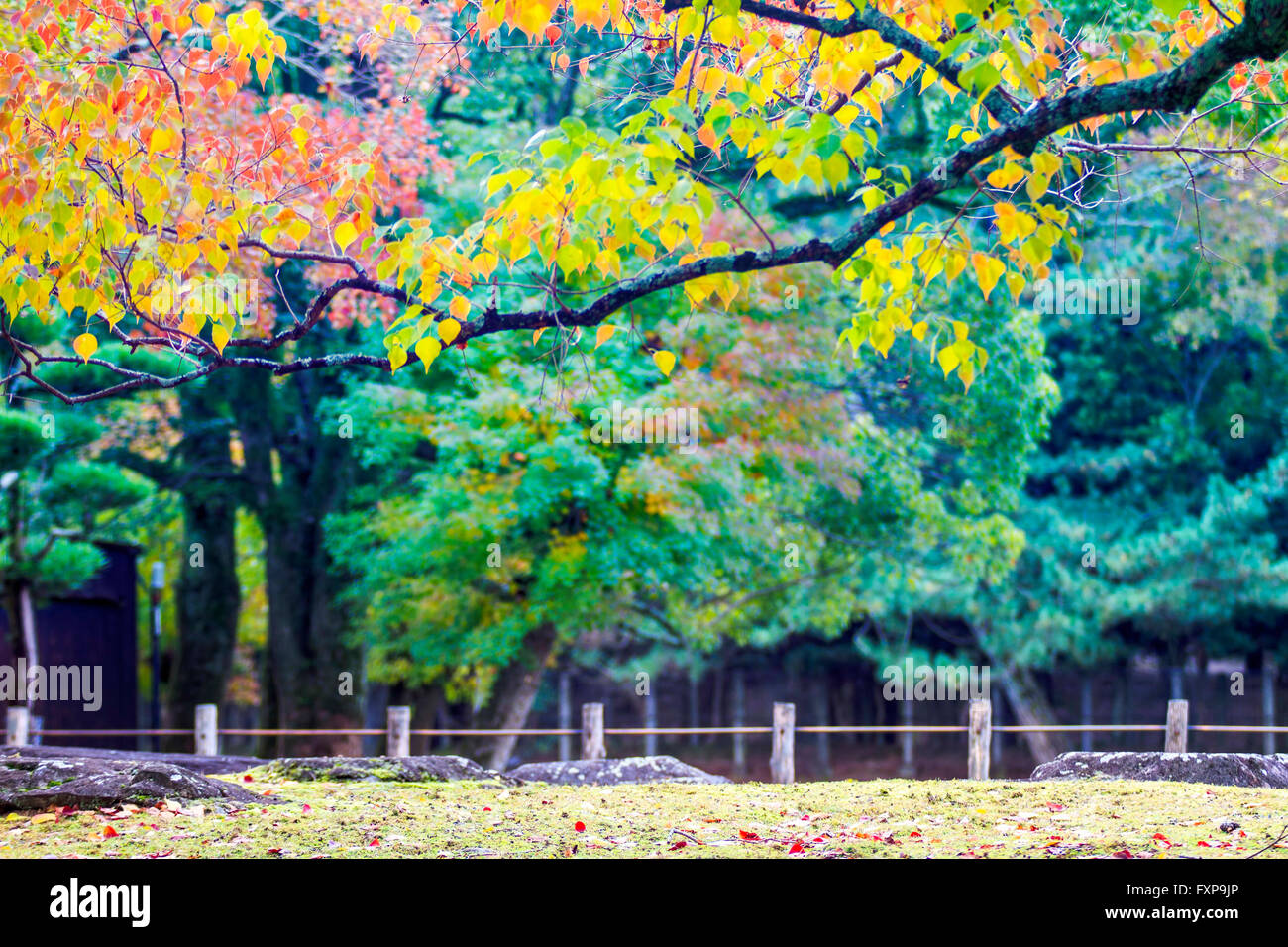 The fall season of Nara city, Japan with nice yellowred color Stock ...