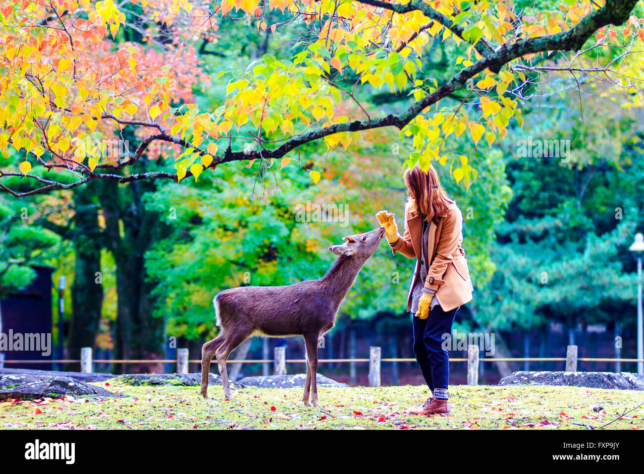The fall season of Nara city, Japan with nice yellowred color Stock ...