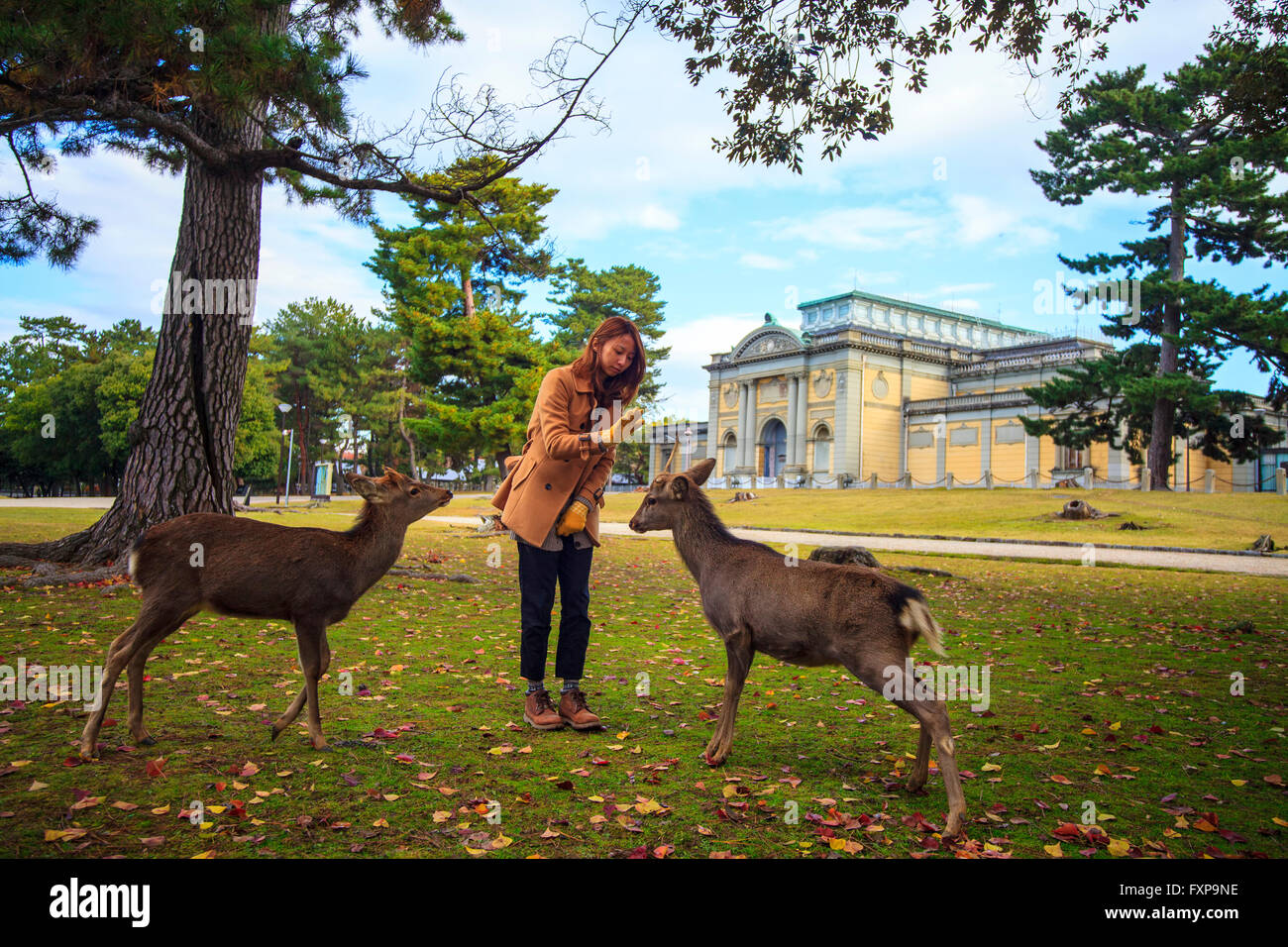 The fall season of Nara city, Japan with nice yellowred color Stock ...