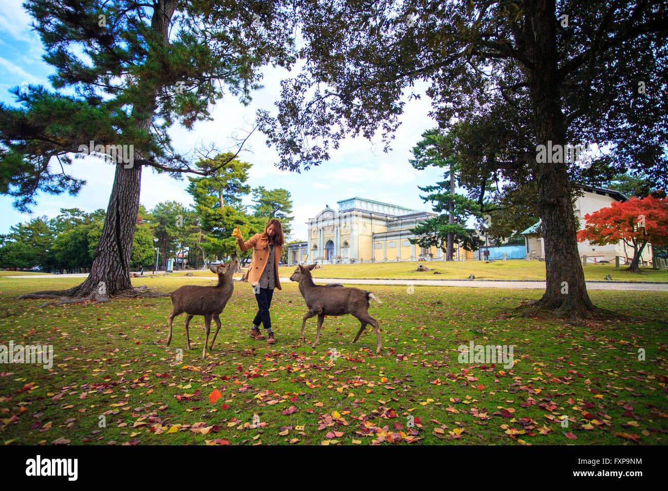 The fall season of Nara city, Japan with nice yellowred color Stock ...