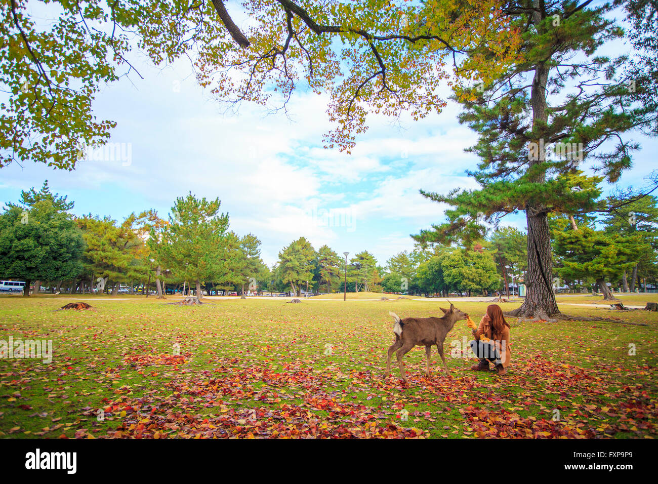 The fall season of Nara city, Japan with nice yellowred color Stock ...