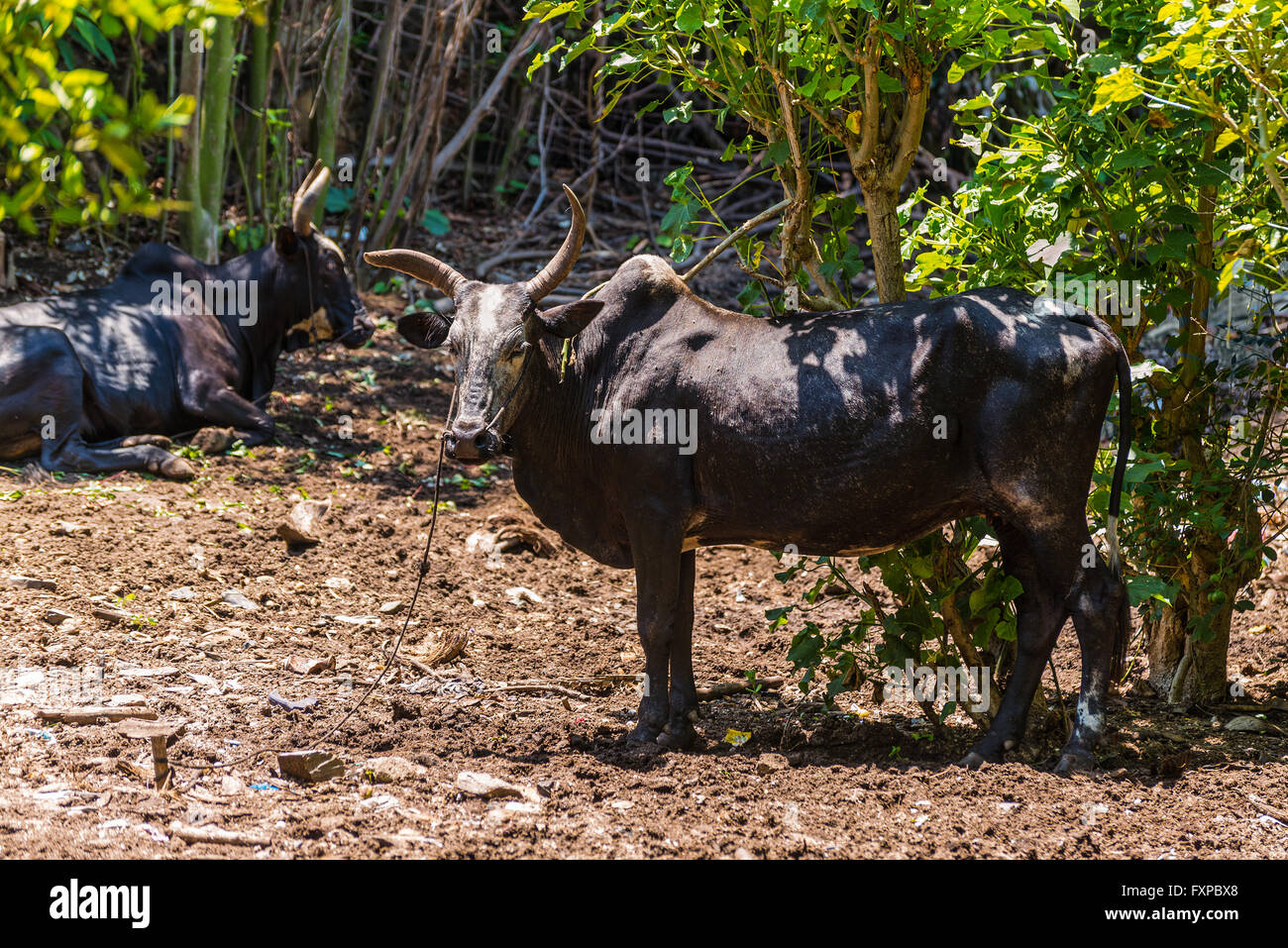 Zebu (sometimes known as humped cattle) Madagascar Stock Photo - Alamy