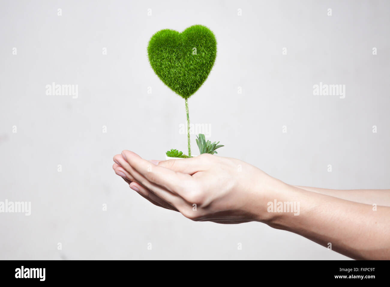Human hands holding tree in heart-shape in white isolated background ...