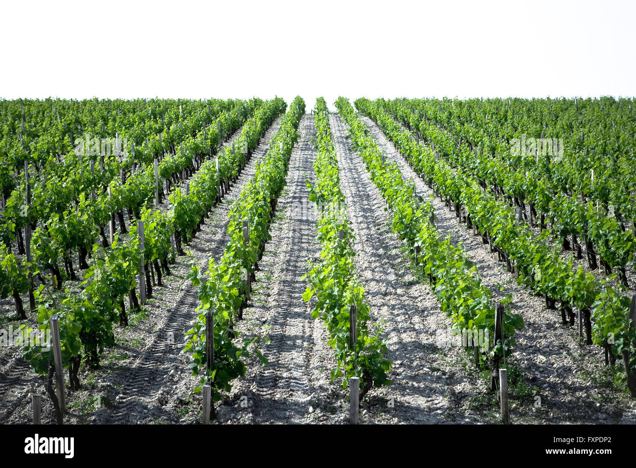 Farm landscape landscape vineyard crops hi-res stock photography and ...