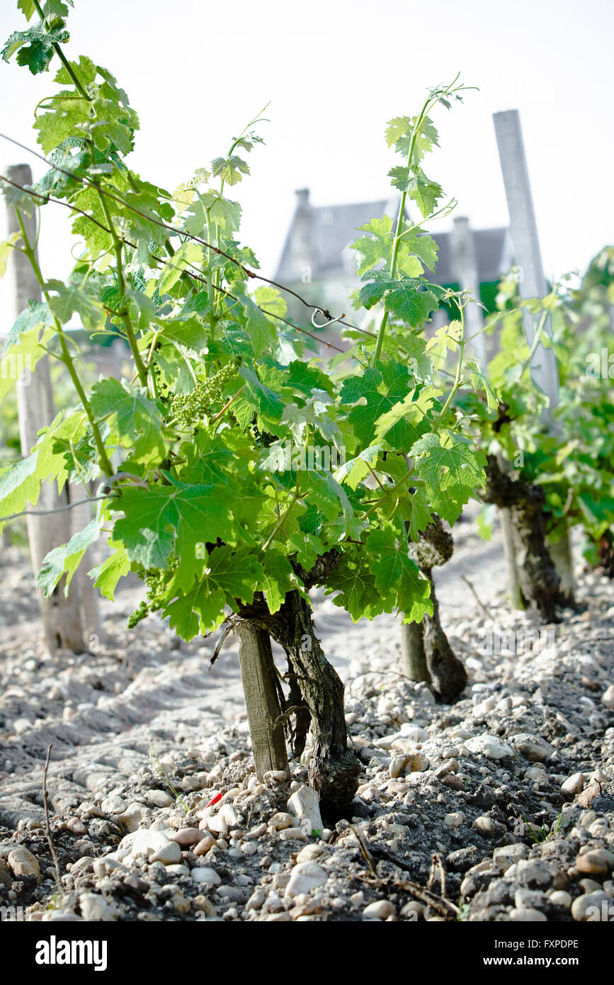 Vinestock hi-res stock photography and images - Alamy