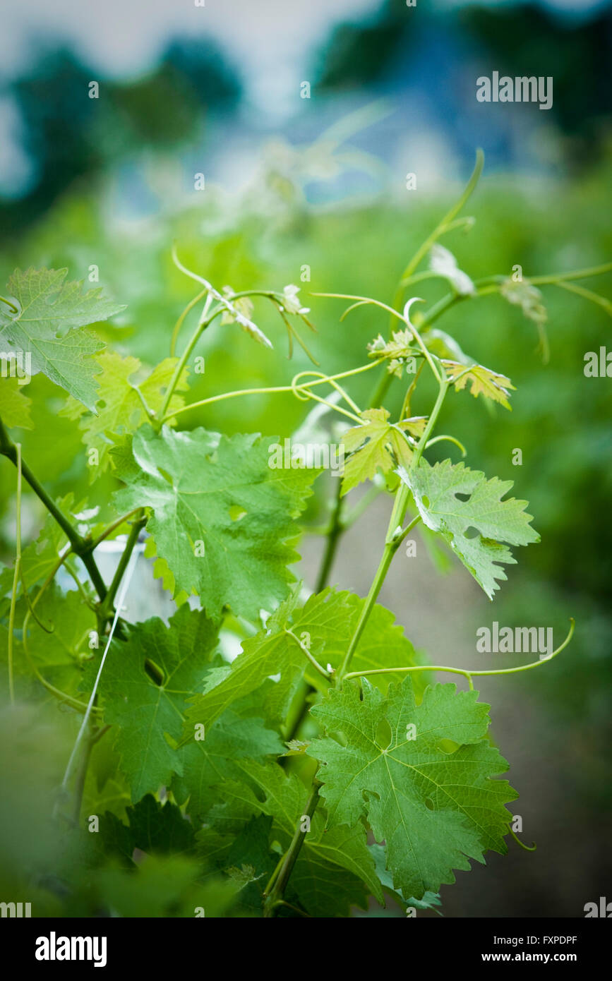 Grapevine, close up Stock Photo - Alamy