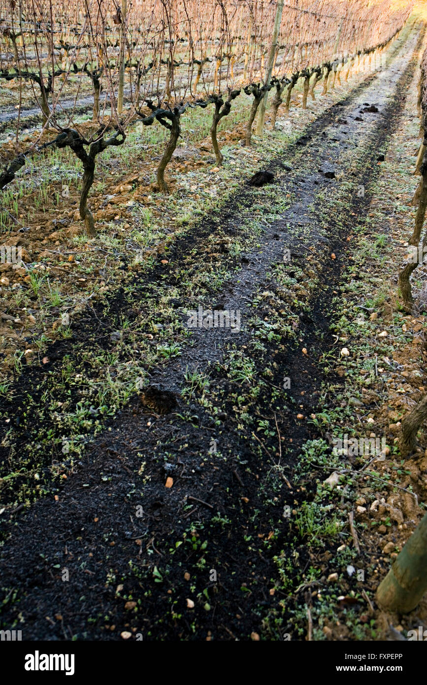 Grapevines in winter Stock Photo - Alamy