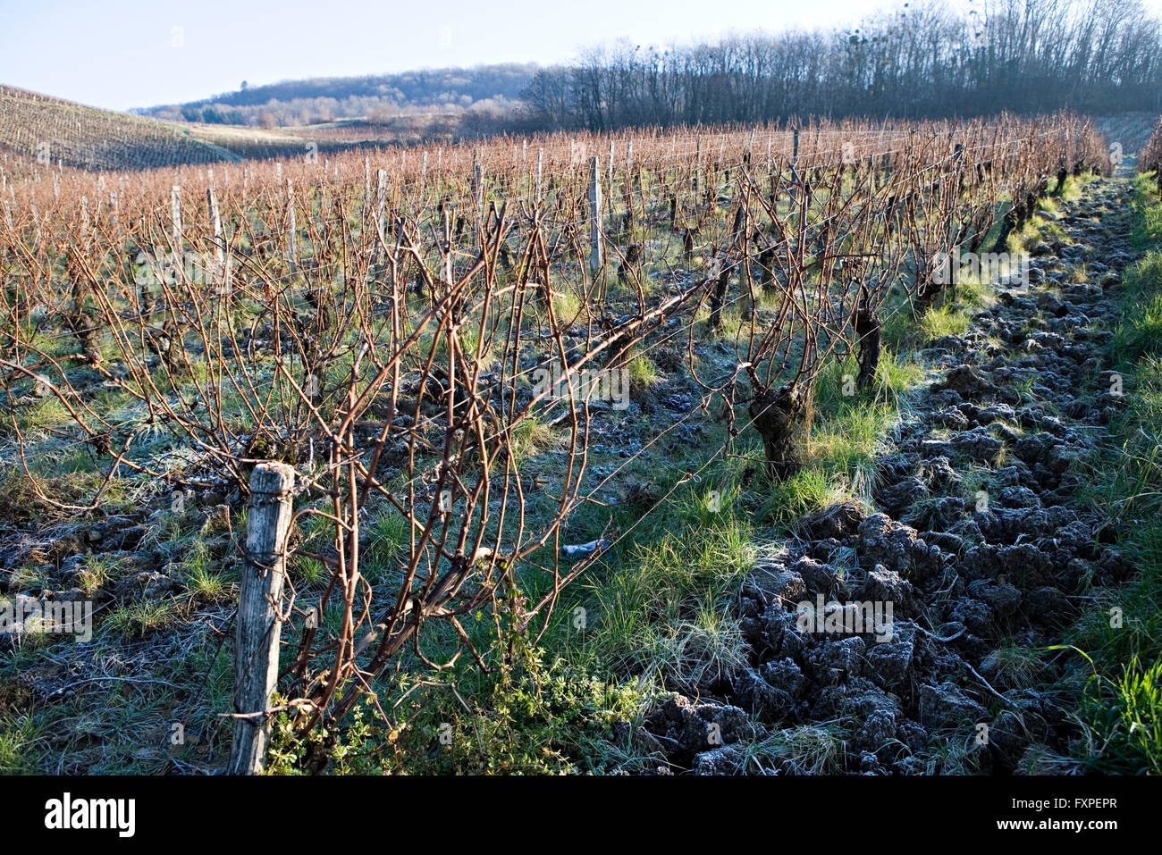 Grapevines in winter Stock Photo - Alamy
