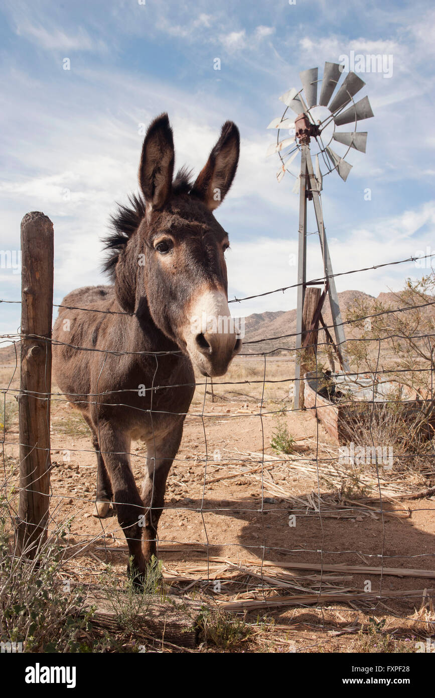 Donkey looking over wire fence Stock Photo - Alamy