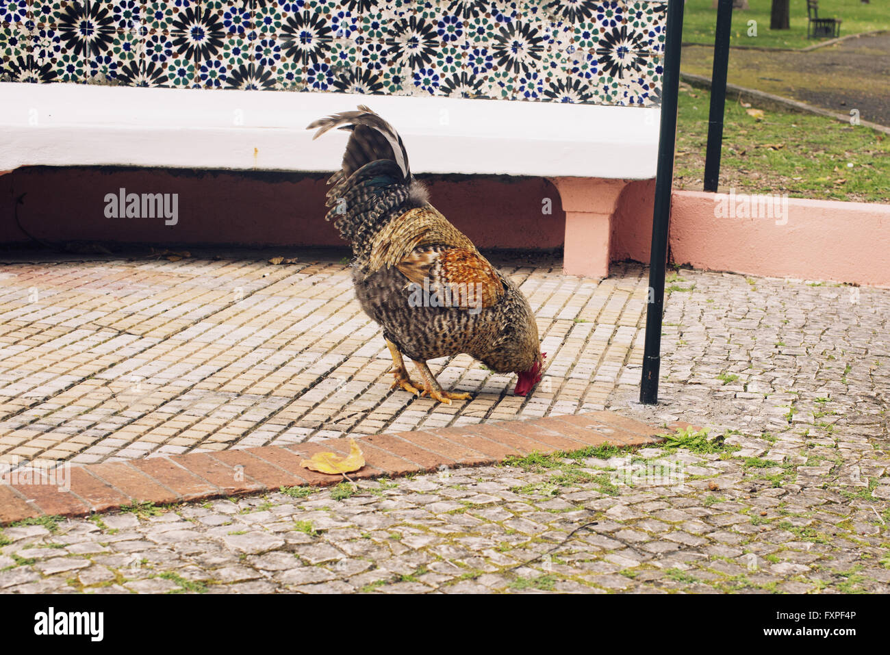 Chicken eating hi-res stock photography and images - Alamy