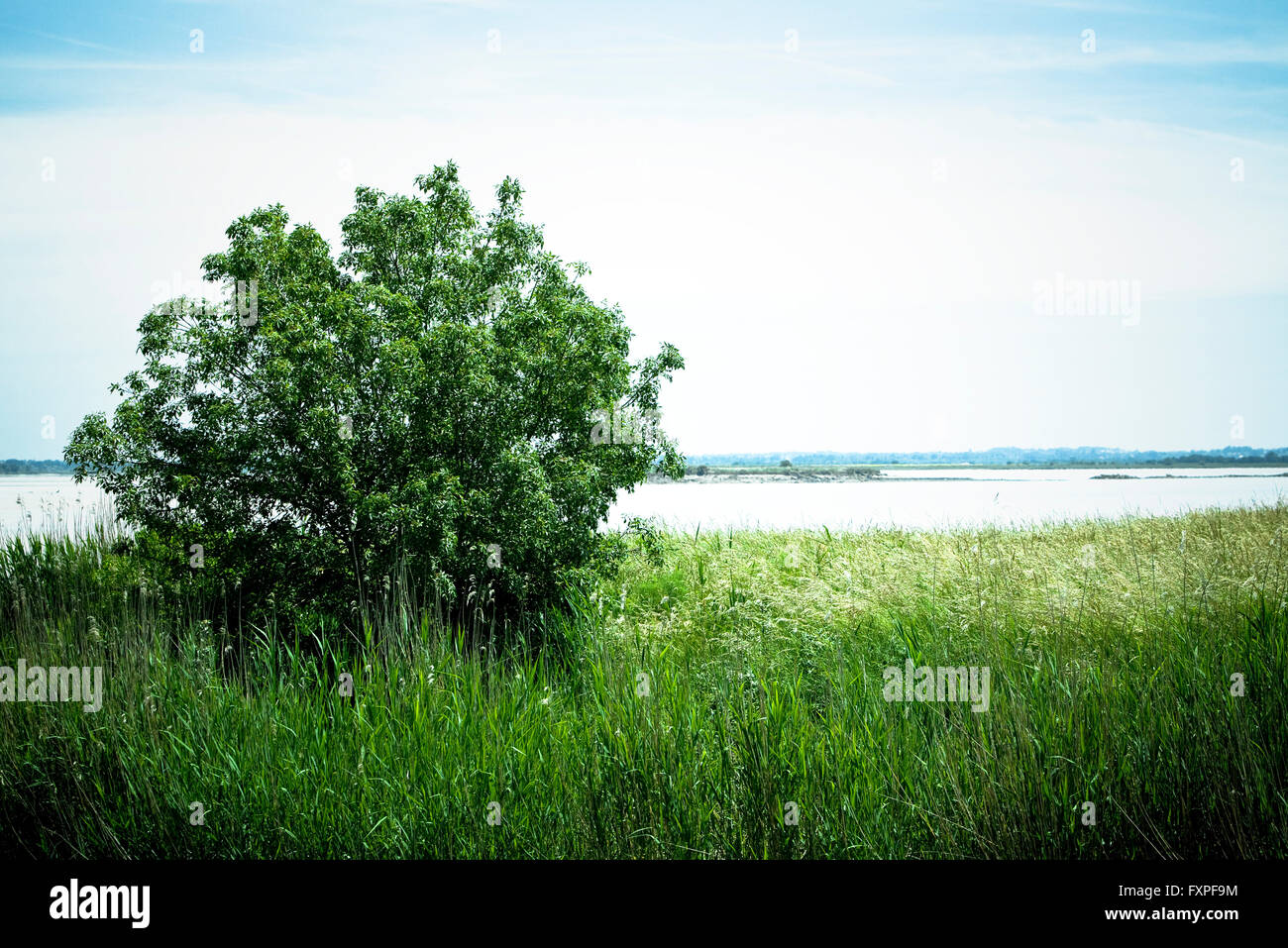 Tree growing in river hi-res stock photography and images - Alamy