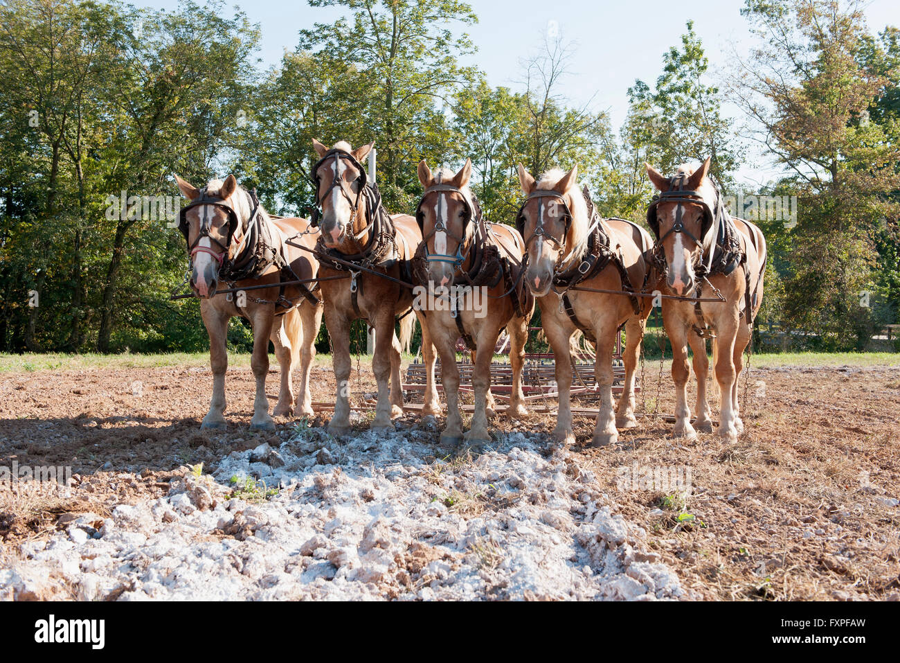 Horses pulling plow in field Stock Photo - Alamy